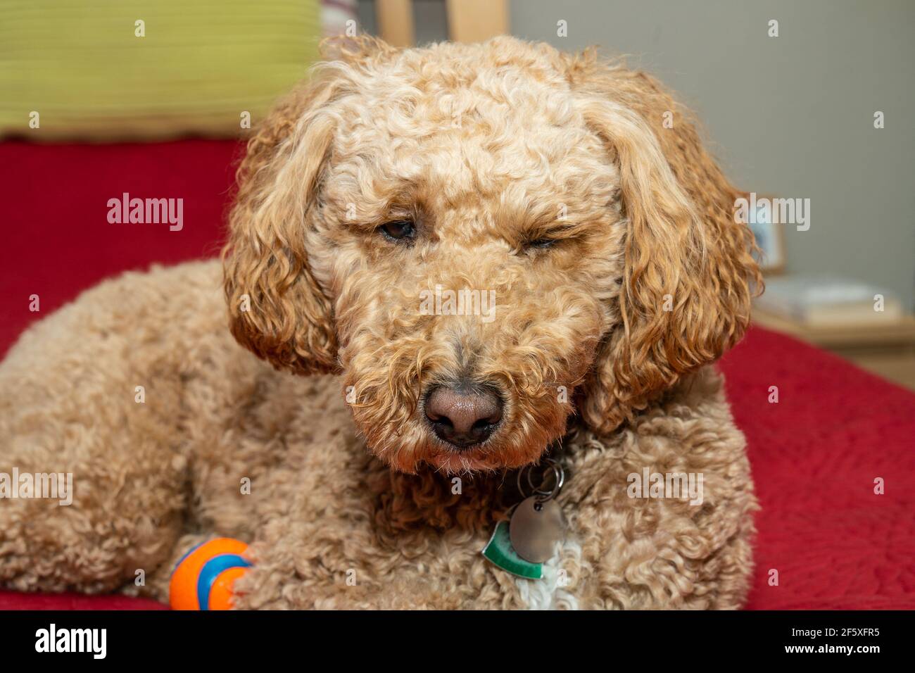 Australian Labradoodle is a mix between the Labrador Retriever, Poodle ...