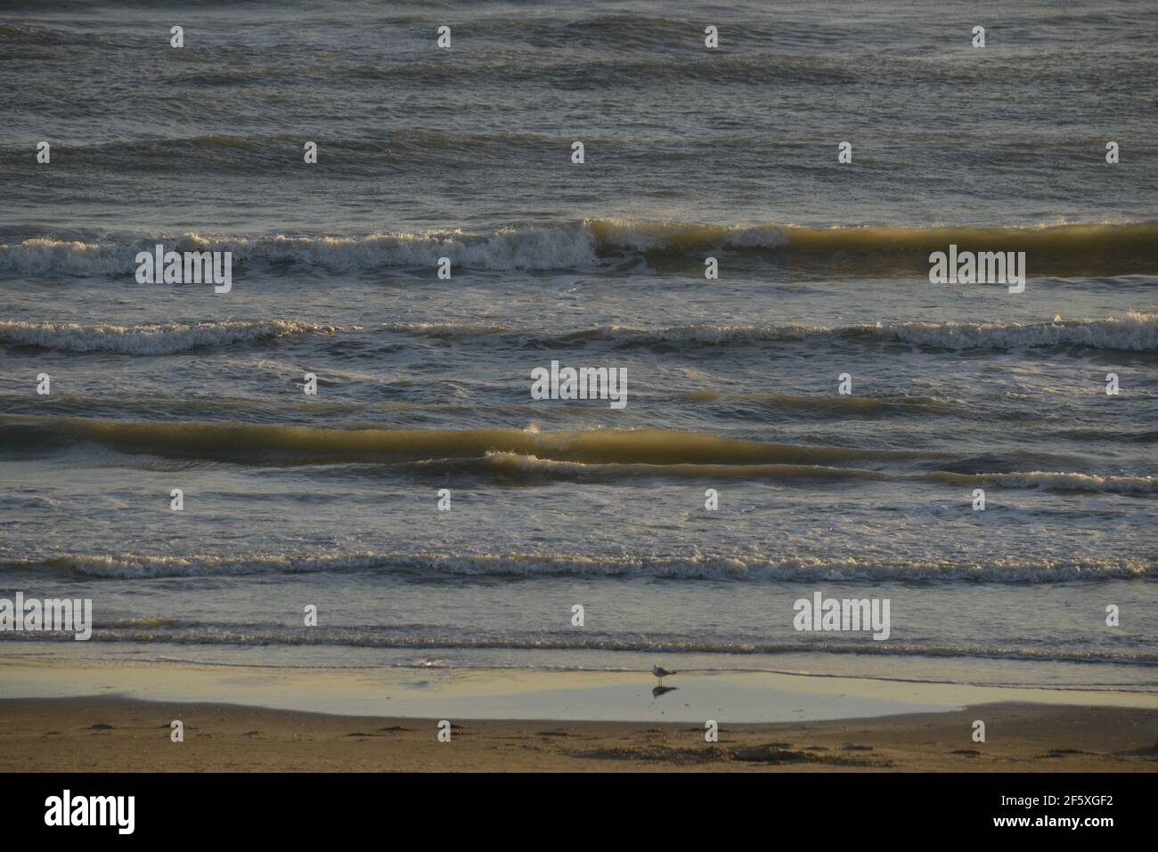 Beach and ocean waves on a Texas beach Stock Photo - Alamy