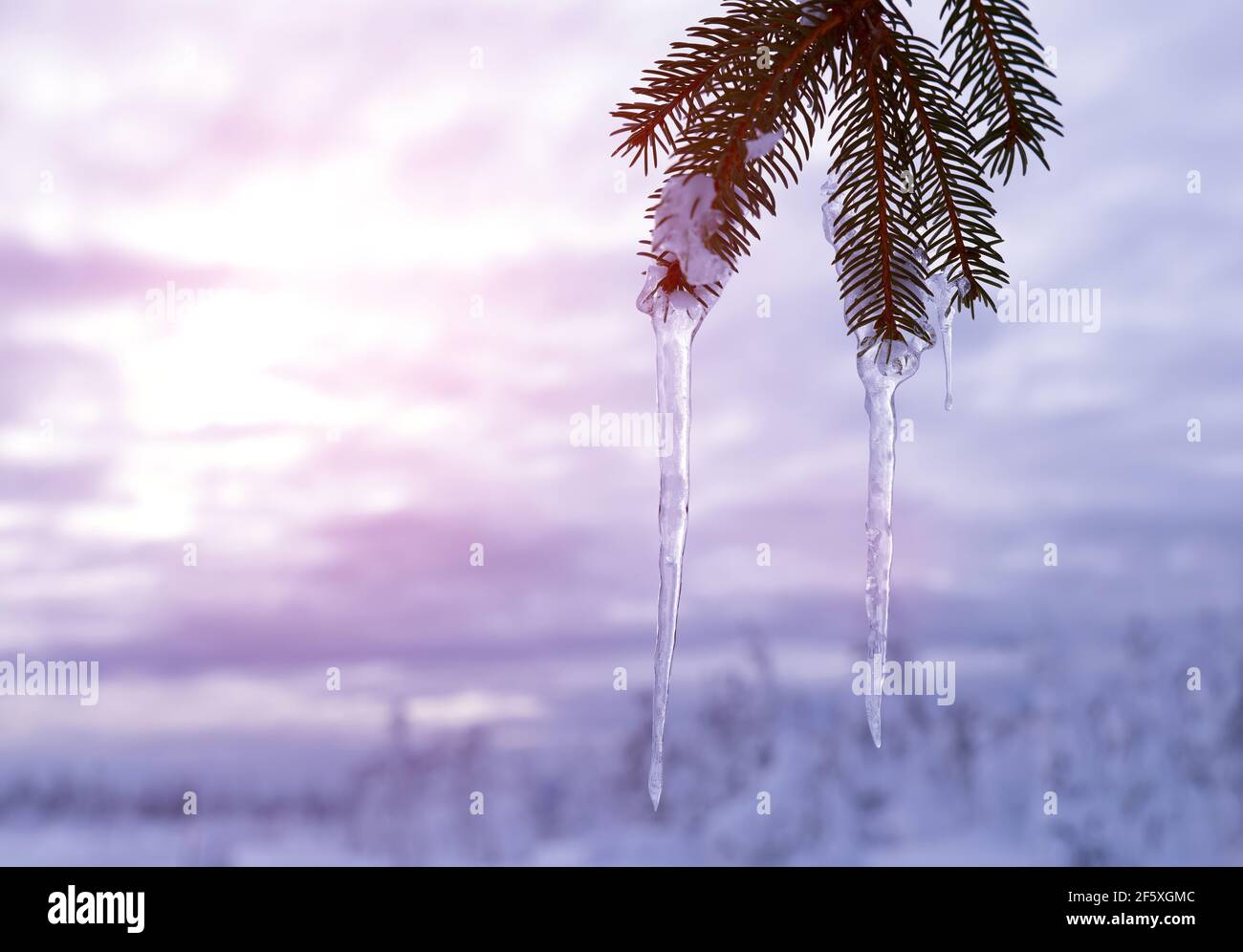 Icicles hanging from a branch of an evergreen tree at sunset. Winter ...