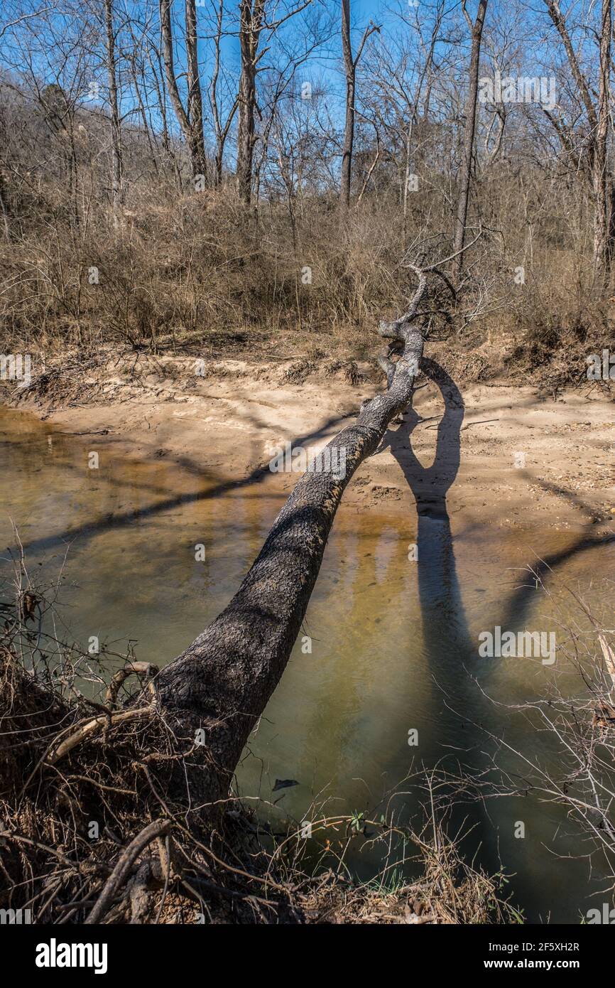 A freshly uprooted large mature tree that has fallen across the creek ...