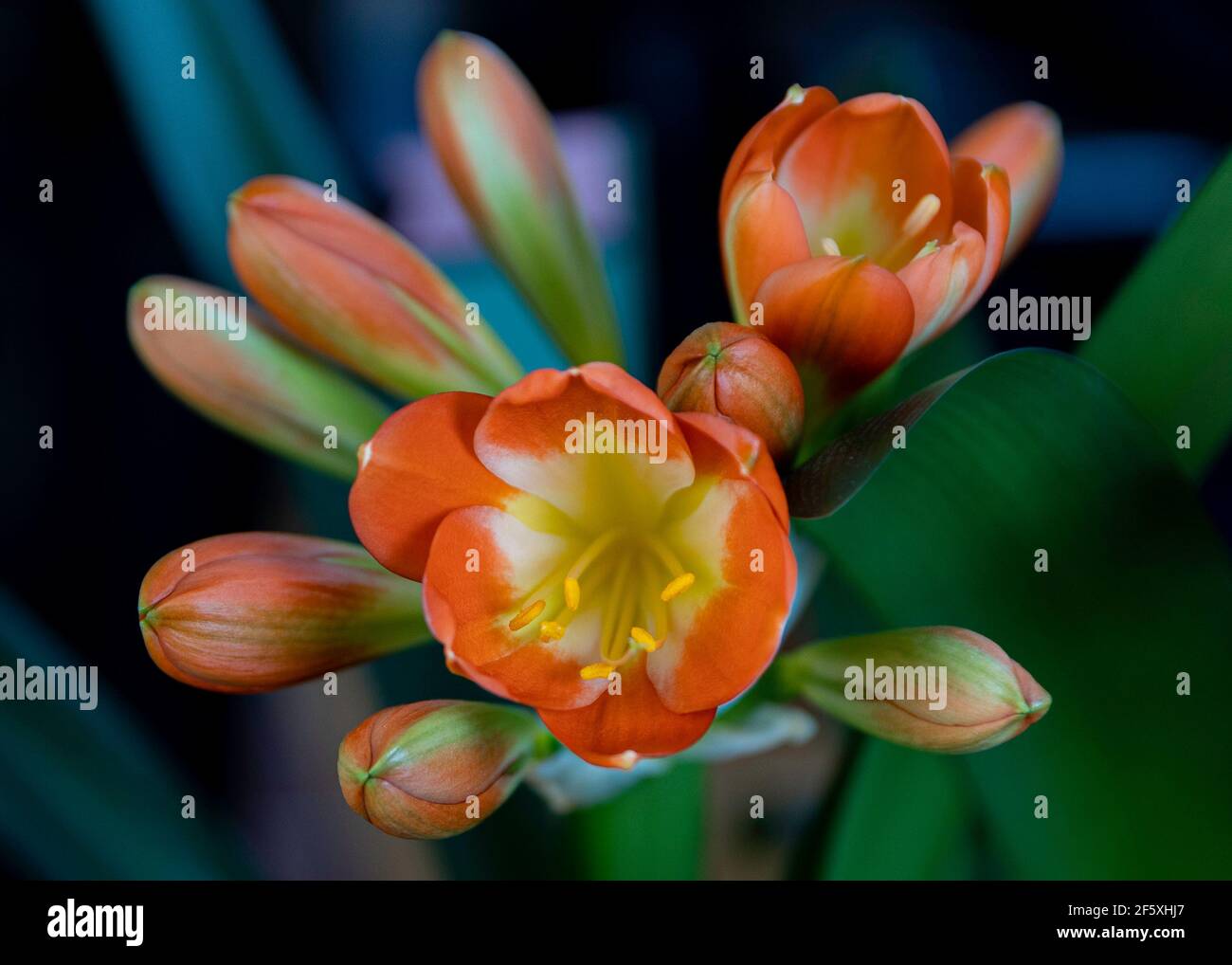 Vibrant clivia plant hi-res stock photography and images - Alamy