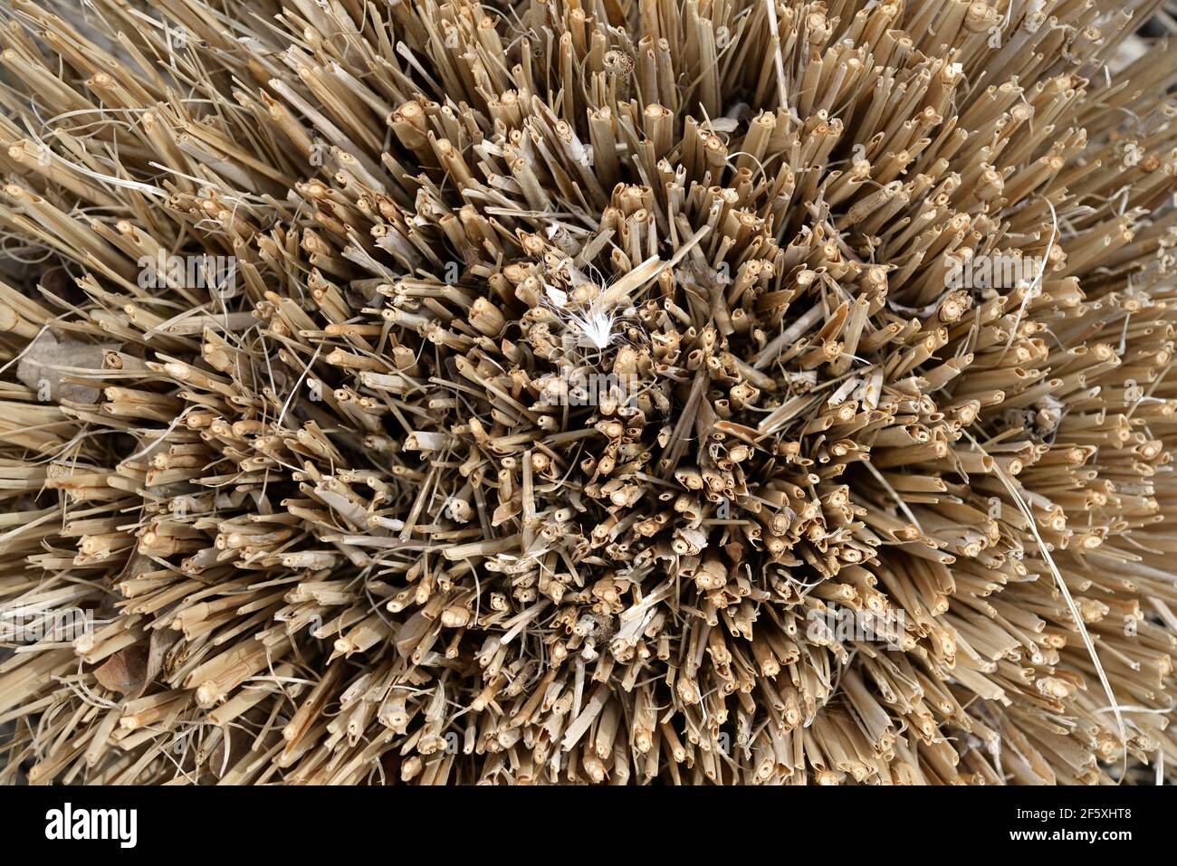 clump of dry ornamental grasses, cut - viewed from the top Stock Photo ...