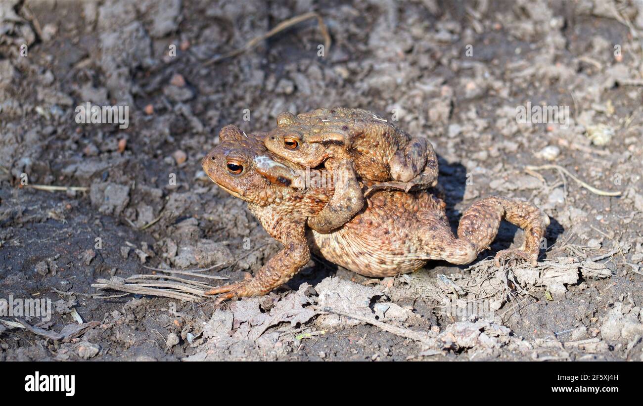 Female common toad (bufo bufo) carrying male during mating season in ...