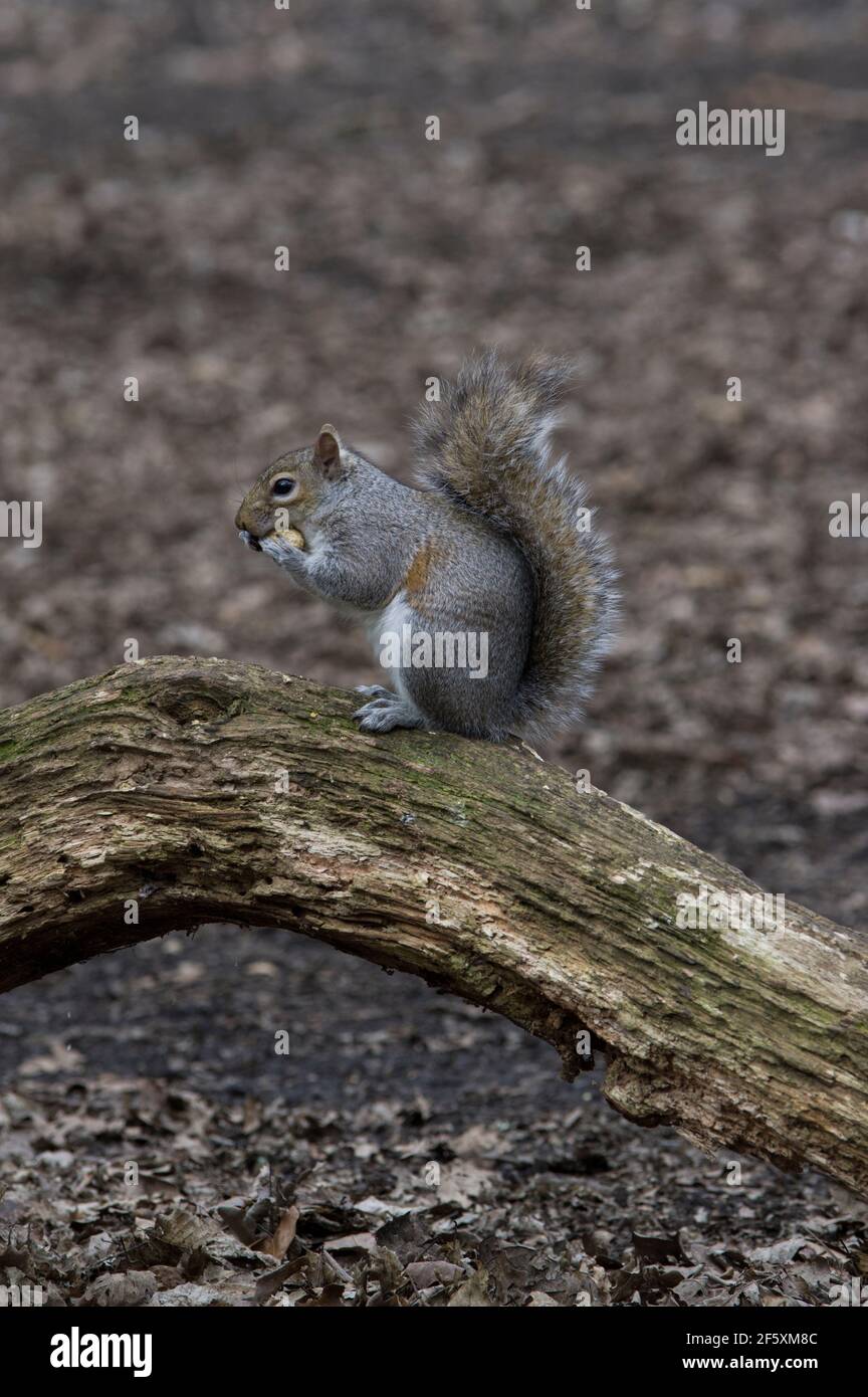 Squirrel eating a peanut or monkey nut on a greenish limb of a tree on ...