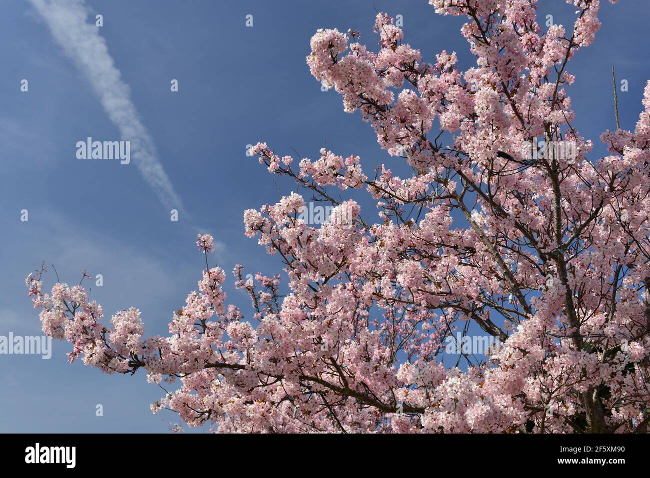 Cherry Blossom, U.K. Early Spring flowering trees Stock Photo - Alamy