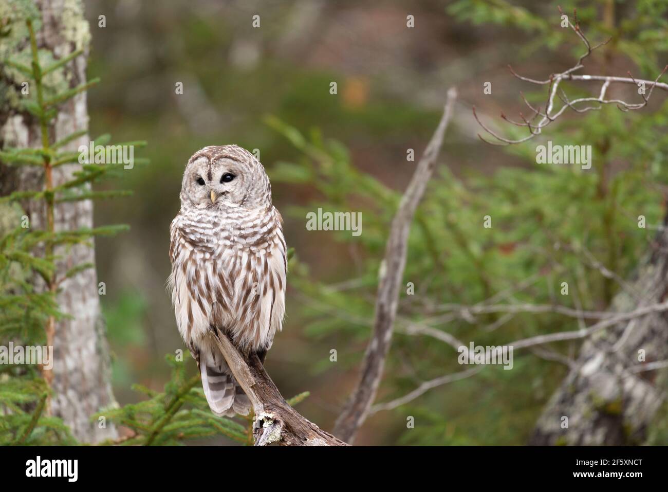 Hoot owl hi-res stock photography and images - Alamy