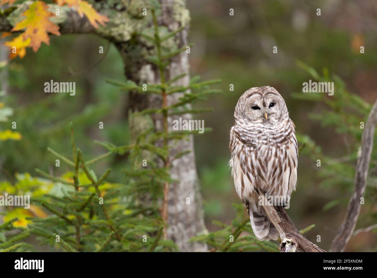 Woodland owl High Resolution Stock Photography and Images - Alamy