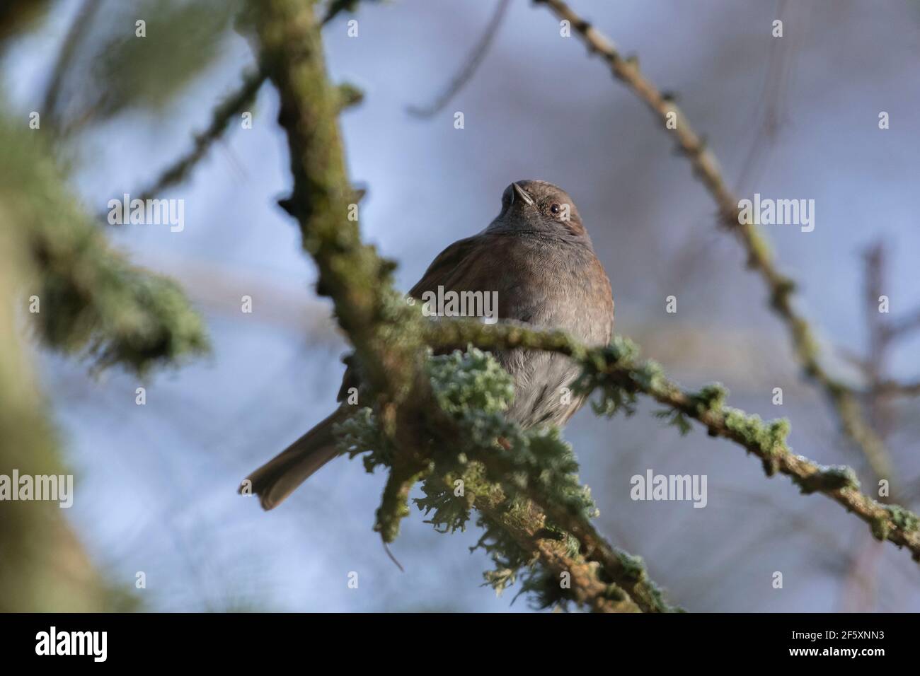Larix decidua twig hi-res stock photography and images - Alamy