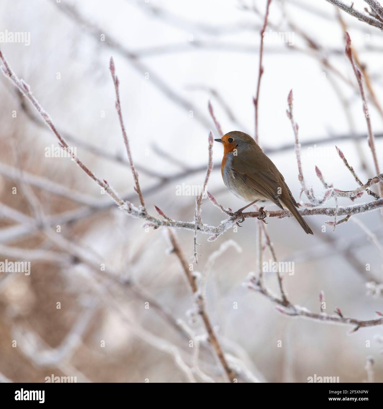 Red robin bush hi-res stock photography and images - Alamy