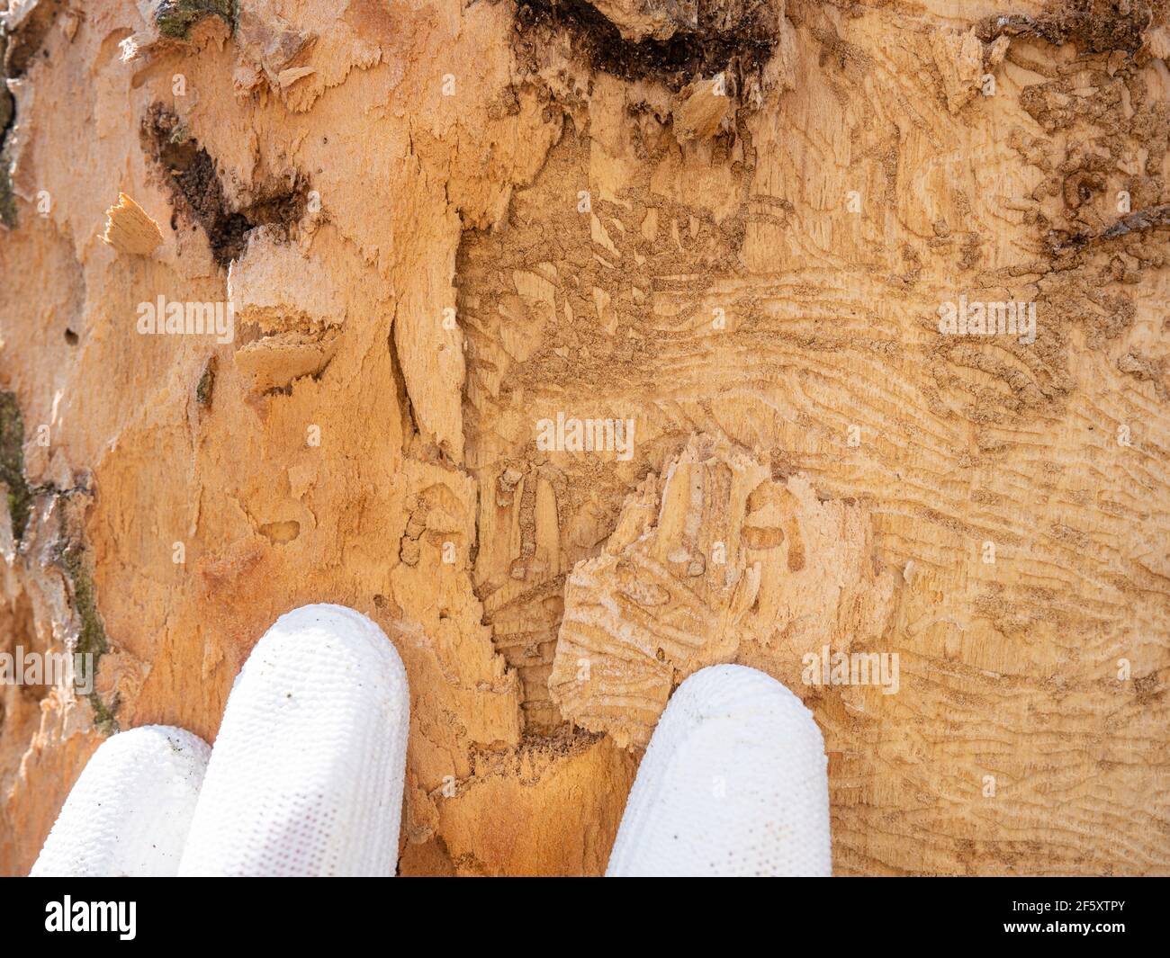 Dying oak tree. The bark less trunk withholes from boring insects ...