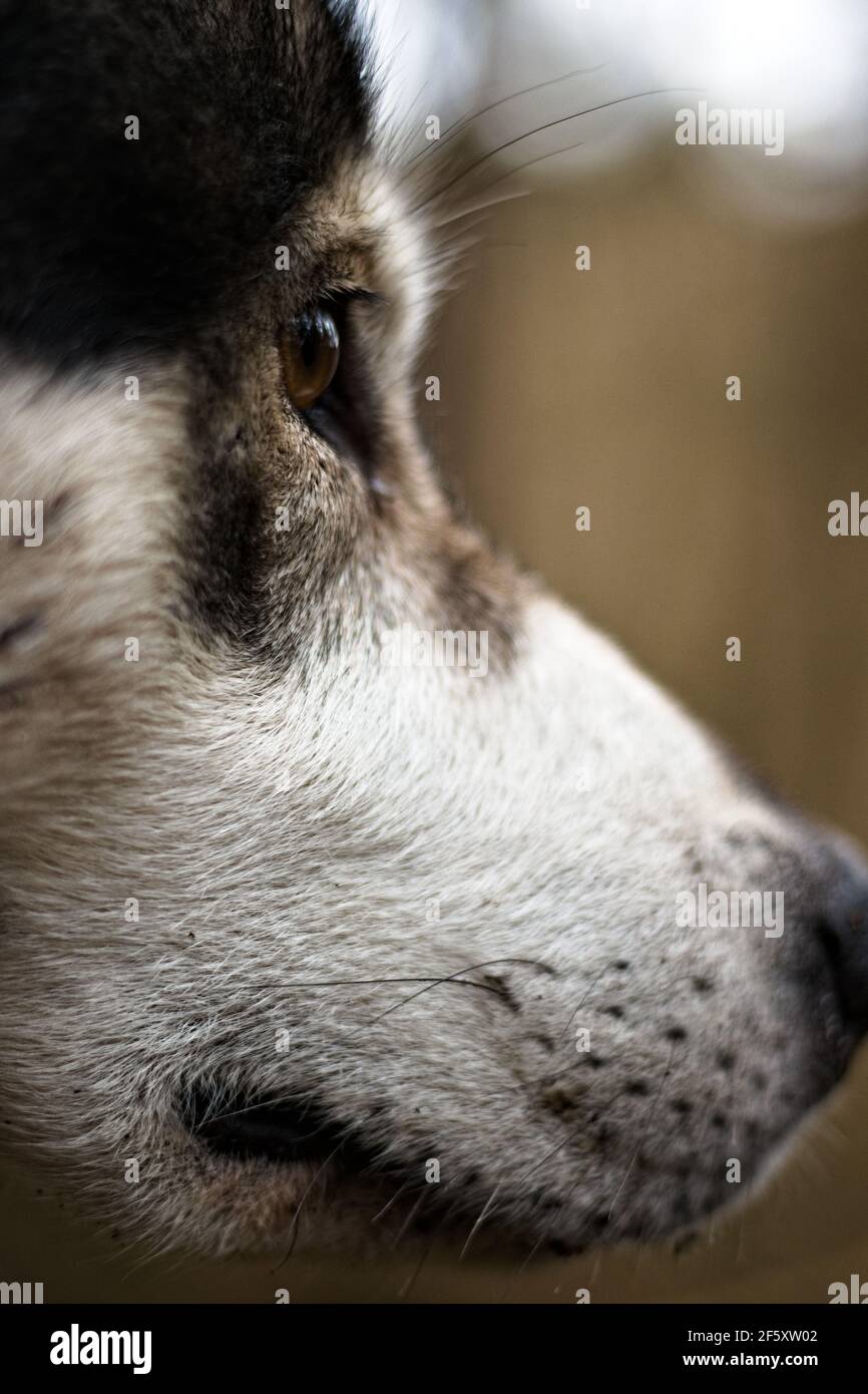 Contemplation, A wolf face close up, wolf portrait Stock Photo - Alamy