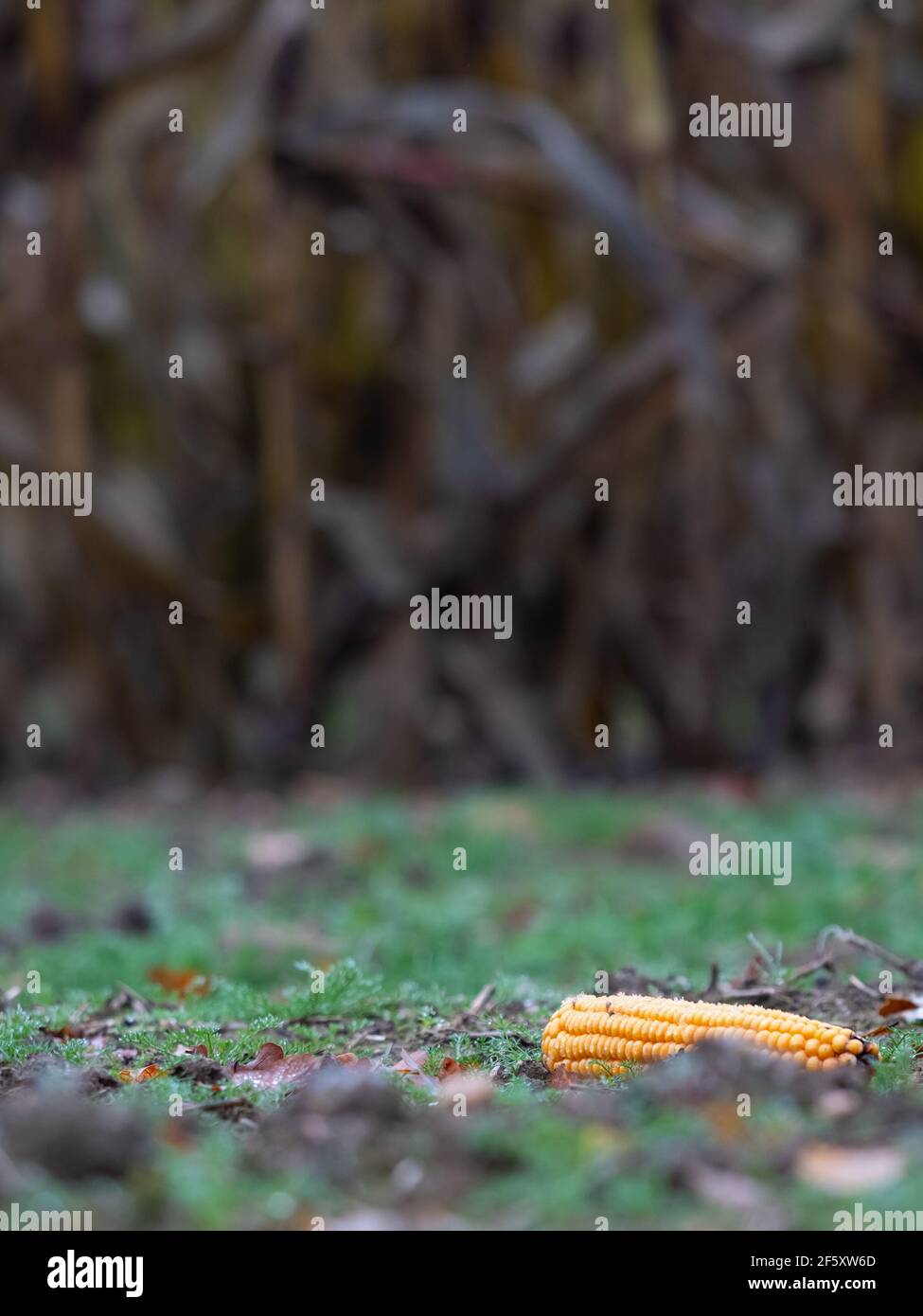 The lost ear of corn fell from the tractor flatbed after harvest. A ...
