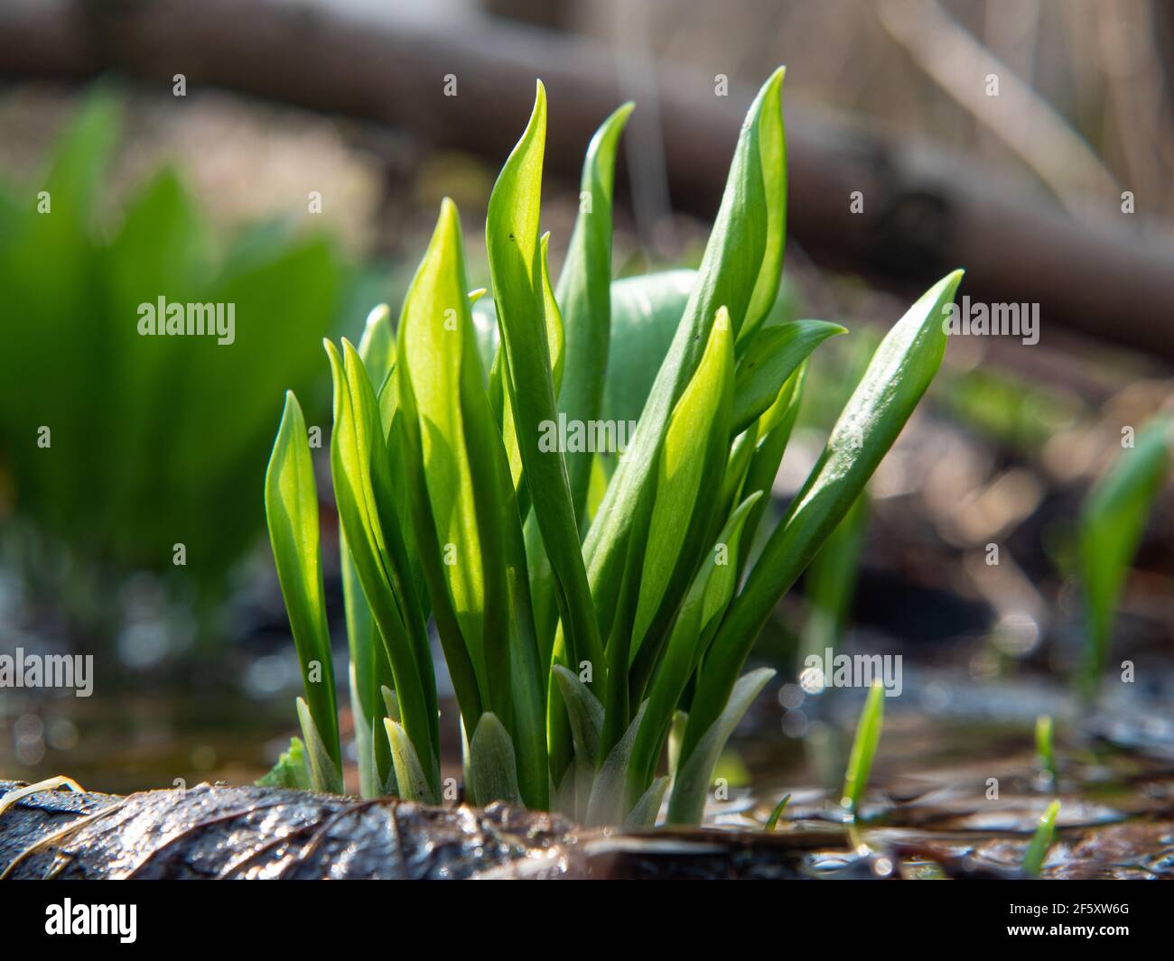 Smelly Plant High Resolution Stock Photography and Images - Alamy