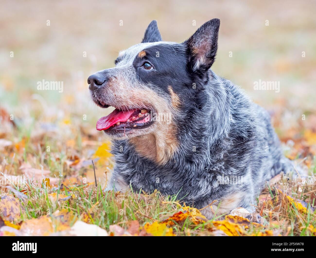 Gray dog lying in the grass and fallen colored leaves. A smart burly ...