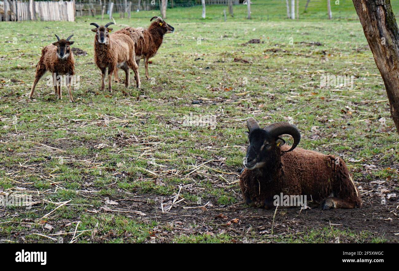 Soay island hi-res stock photography and images - Alamy