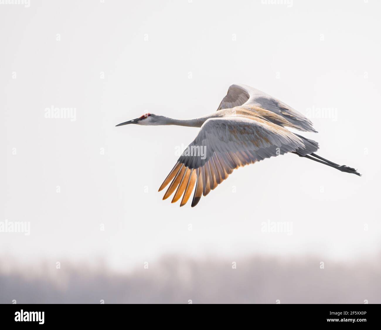 Sandhill crane location hi-res stock photography and images - Alamy