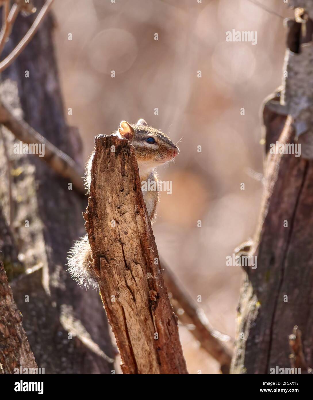 Resting chipmunk hi-res stock photography and images - Alamy