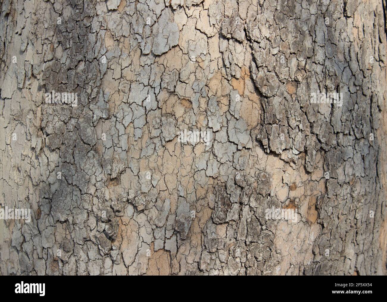 Tree bark small particles texture vertical trexture backdrop.Tree bark ...