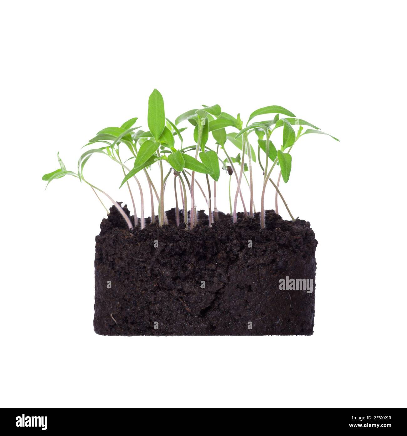 Moist soil plant Cut Out Stock Images & Pictures - Alamy