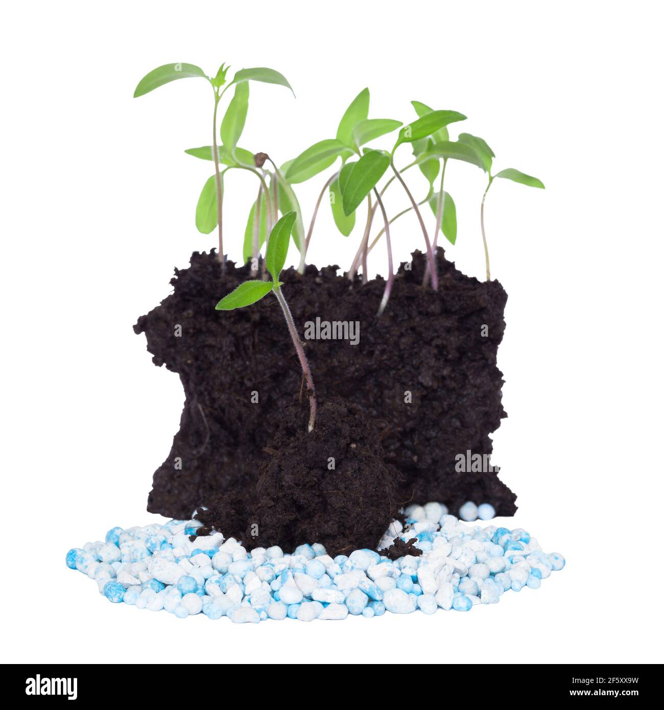 Moist soil plant Cut Out Stock Images & Pictures - Alamy
