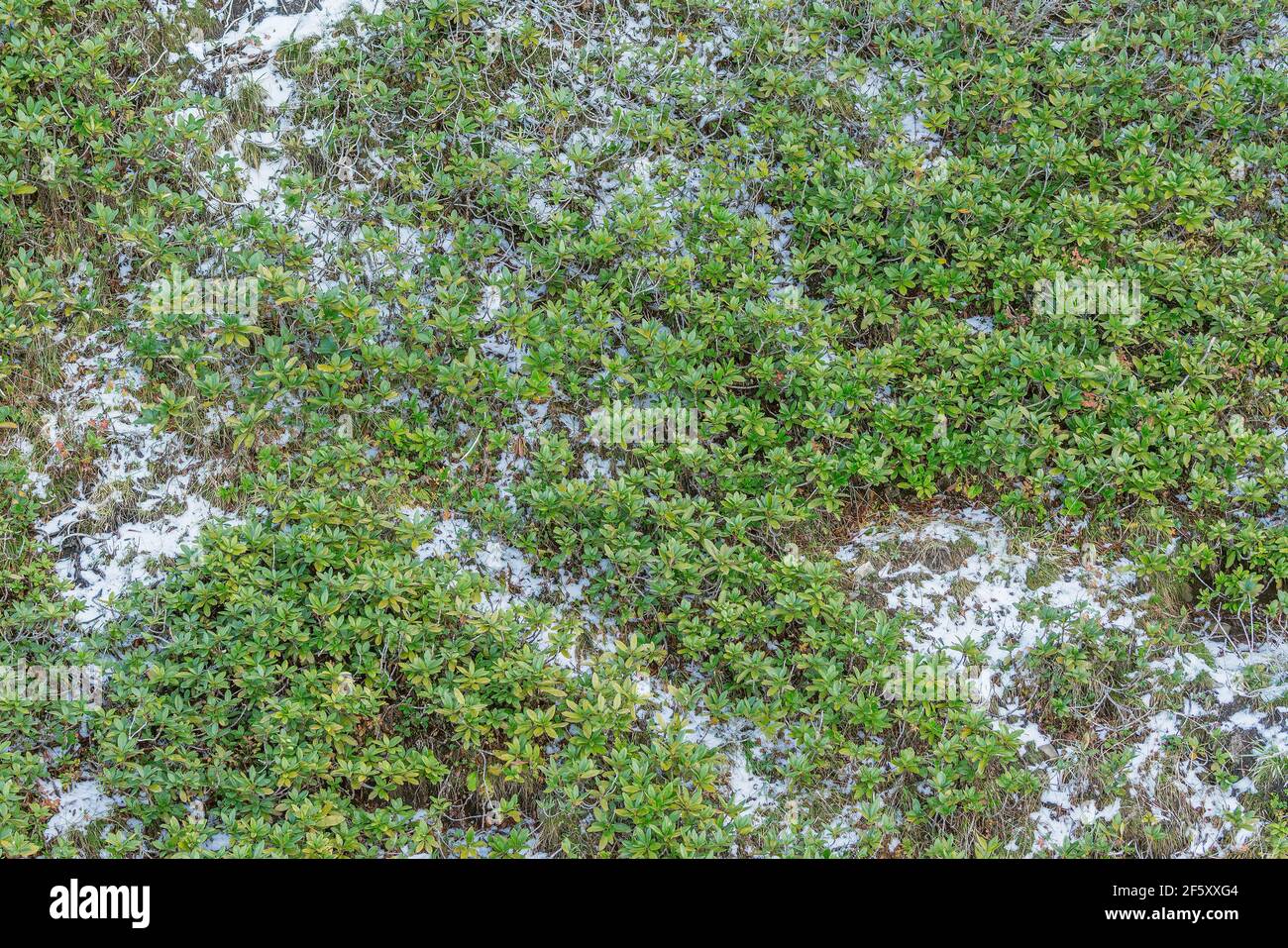 Snow azalea hi-res stock photography and images - Alamy