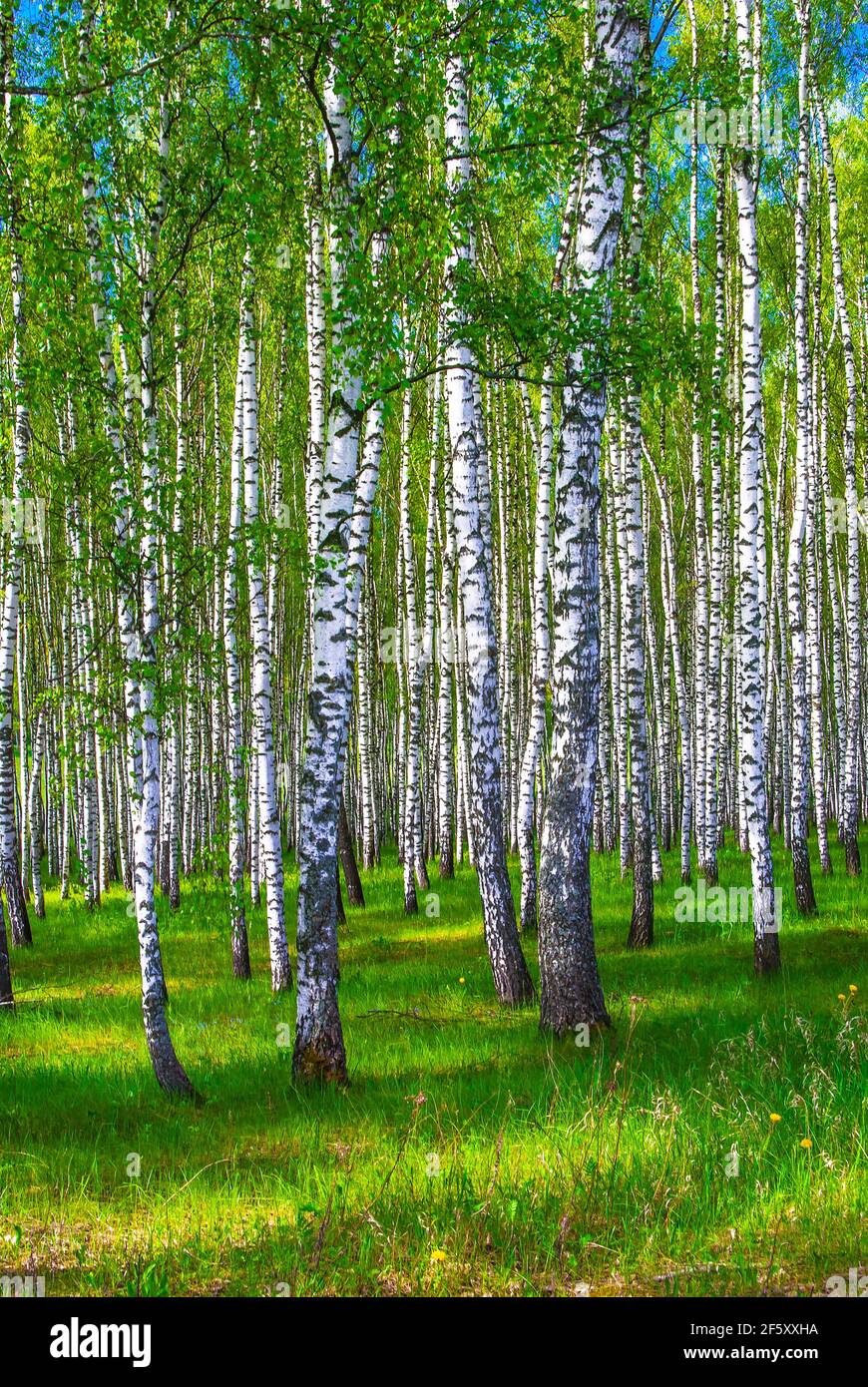 Birch grove in summer Stock Photo - Alamy