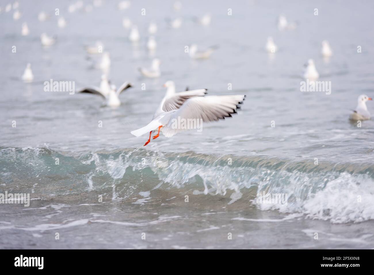 A flock of ivory seagulls walks on the sand of the beach, collects ...