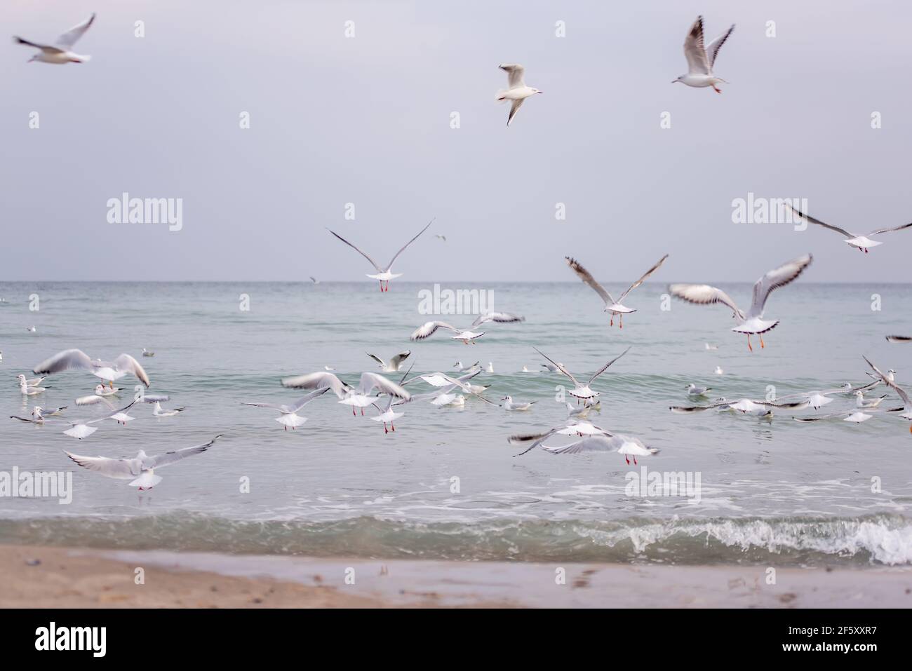 A flock of ivory seagulls walks on the sand of the beach, collects ...