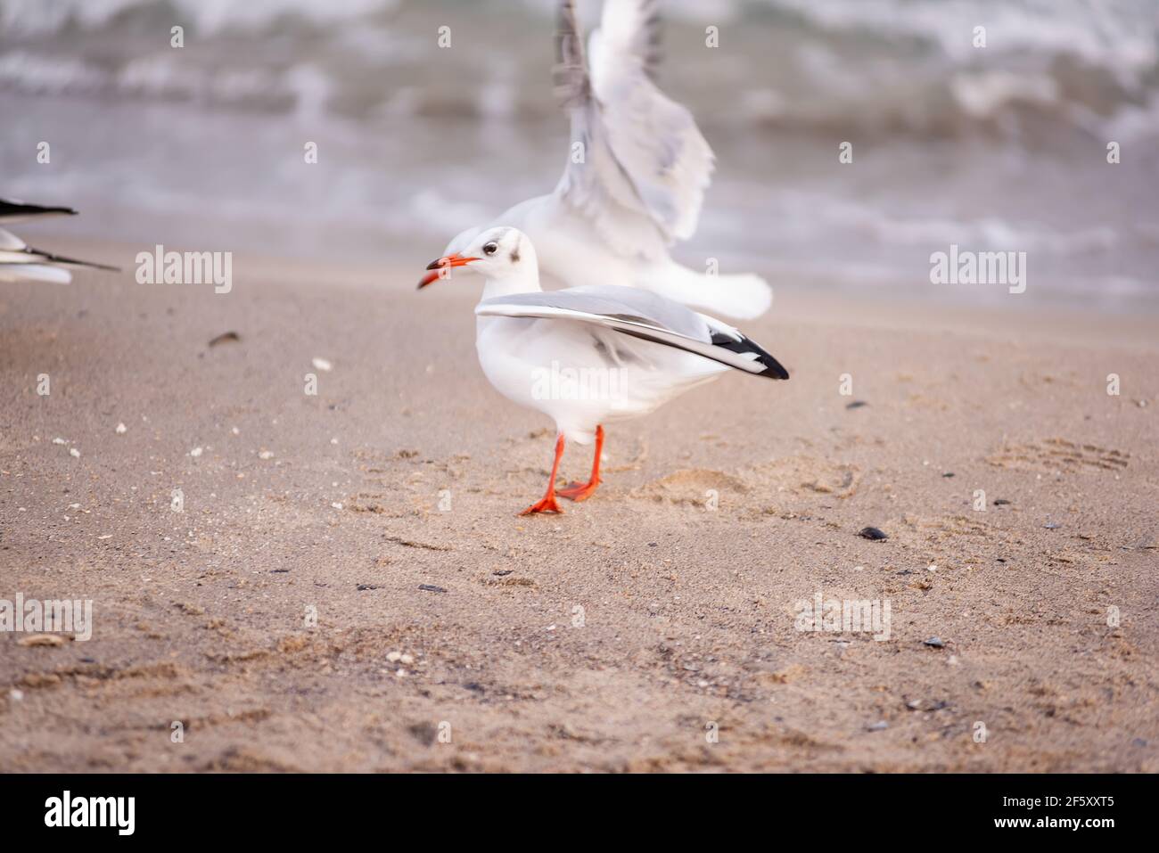A flock of ivory seagulls walks on the sand of the beach, collects ...