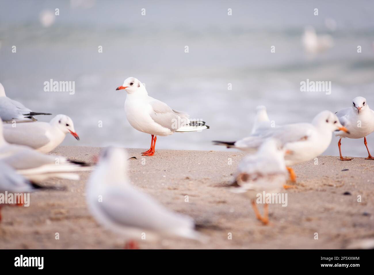 A flock of ivory seagulls walks on the sand of the beach, collects ...