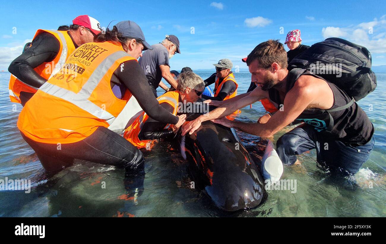 Whale rescue team hi-res stock photography and images - Alamy
