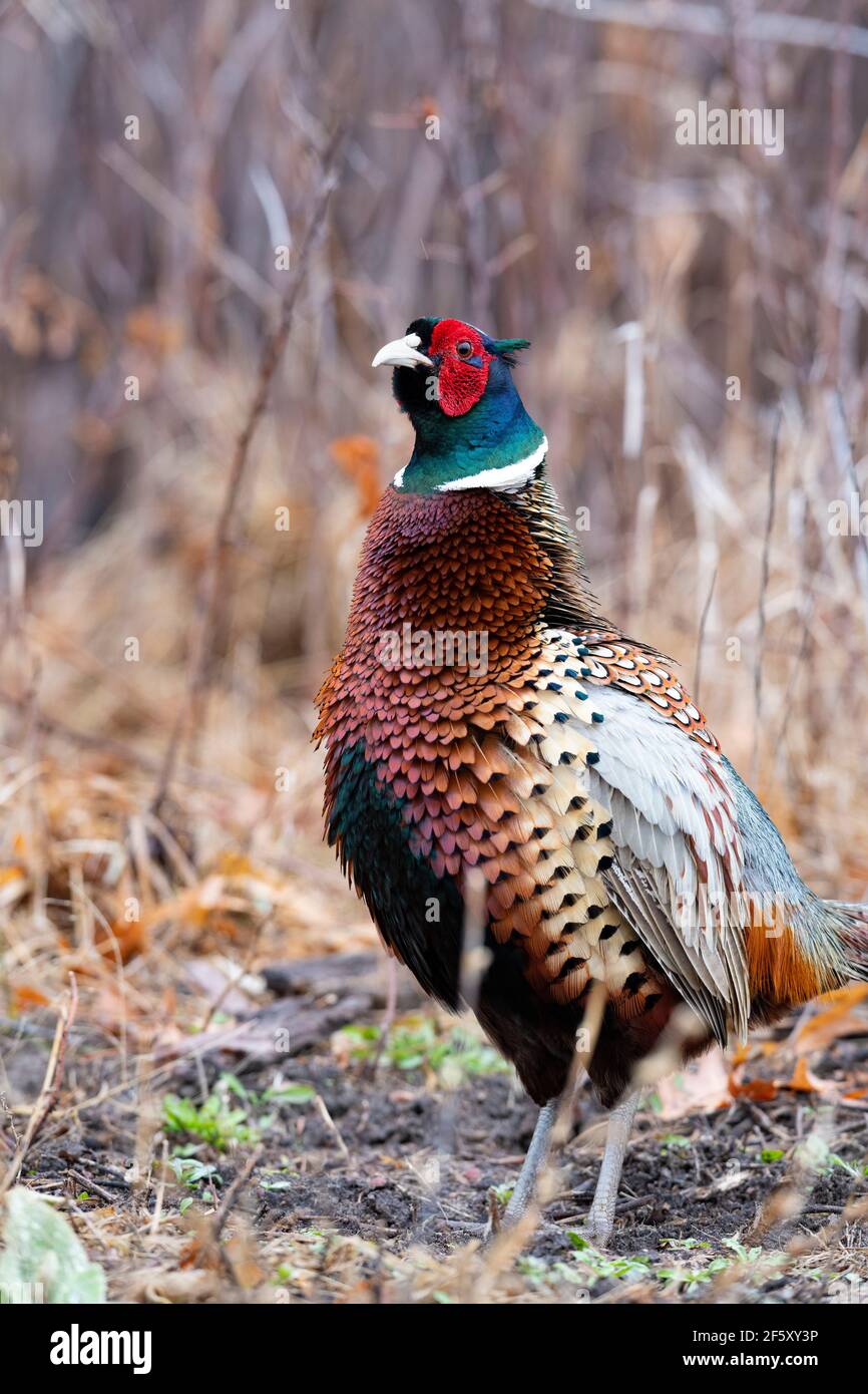 Flying pheasant hi-res stock photography and images - Alamy