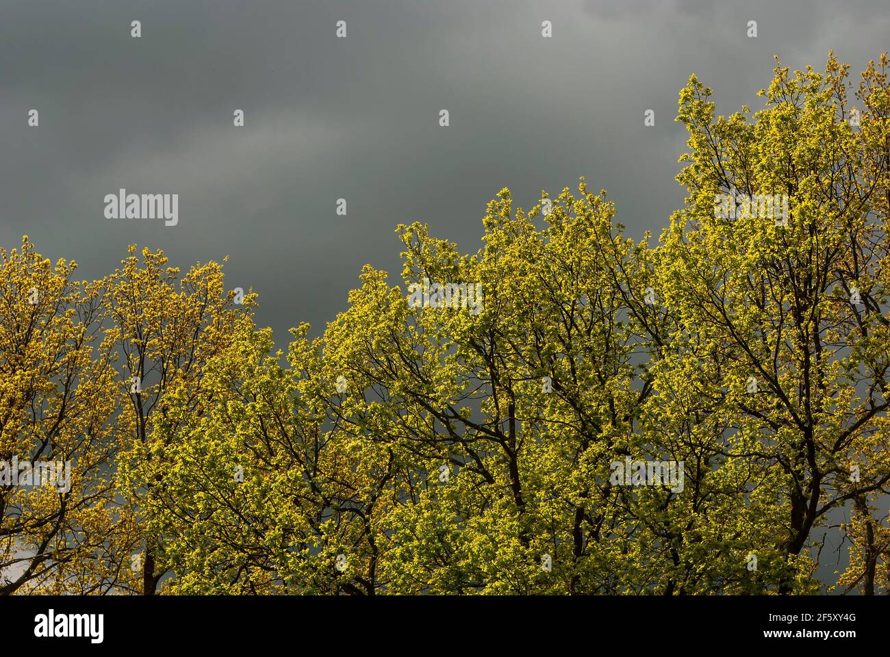 Spring budding oak tree hi-res stock photography and images - Alamy