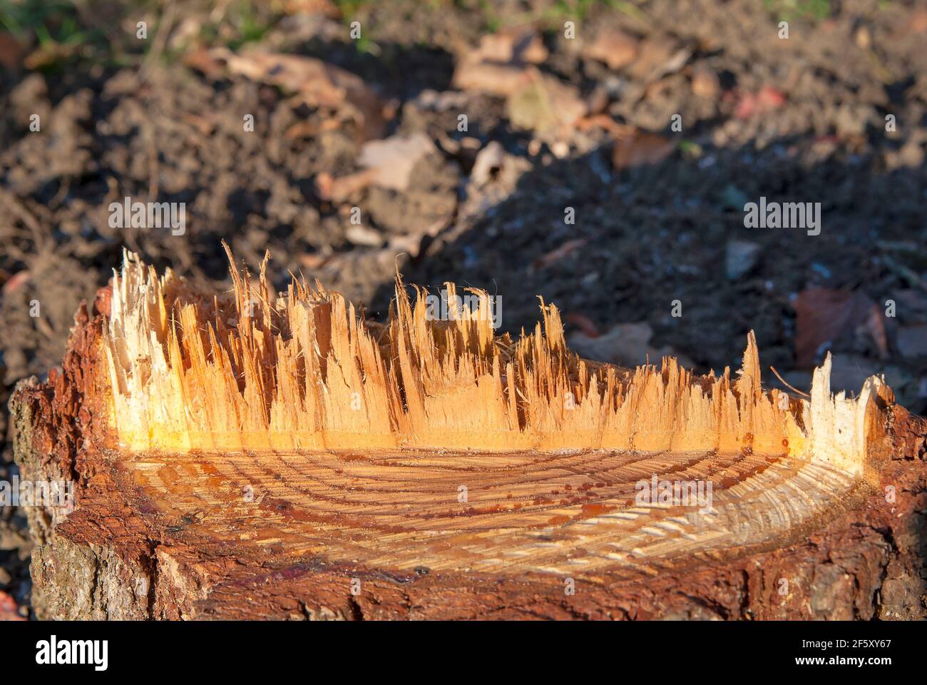 Cutting down larch trees Stock Photo - Alamy
