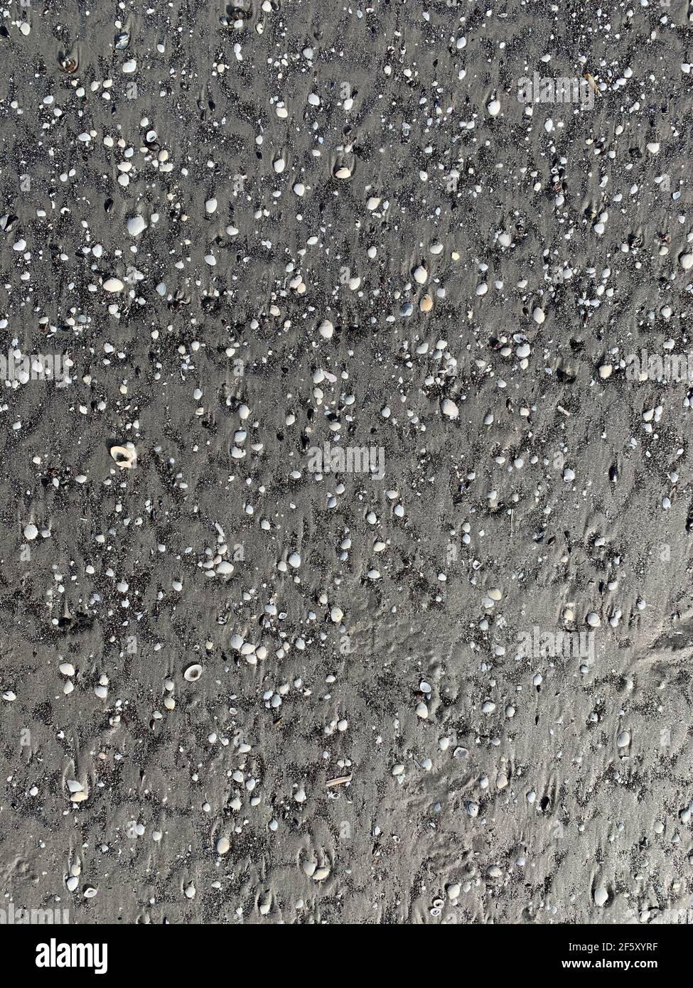 sand and shells texture Stock Photo - Alamy