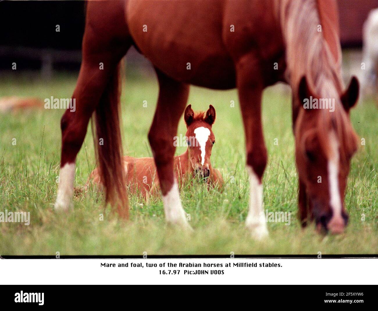 A Arabian mare with her foal at Millfield Stables July 1997 Stock Photo ...