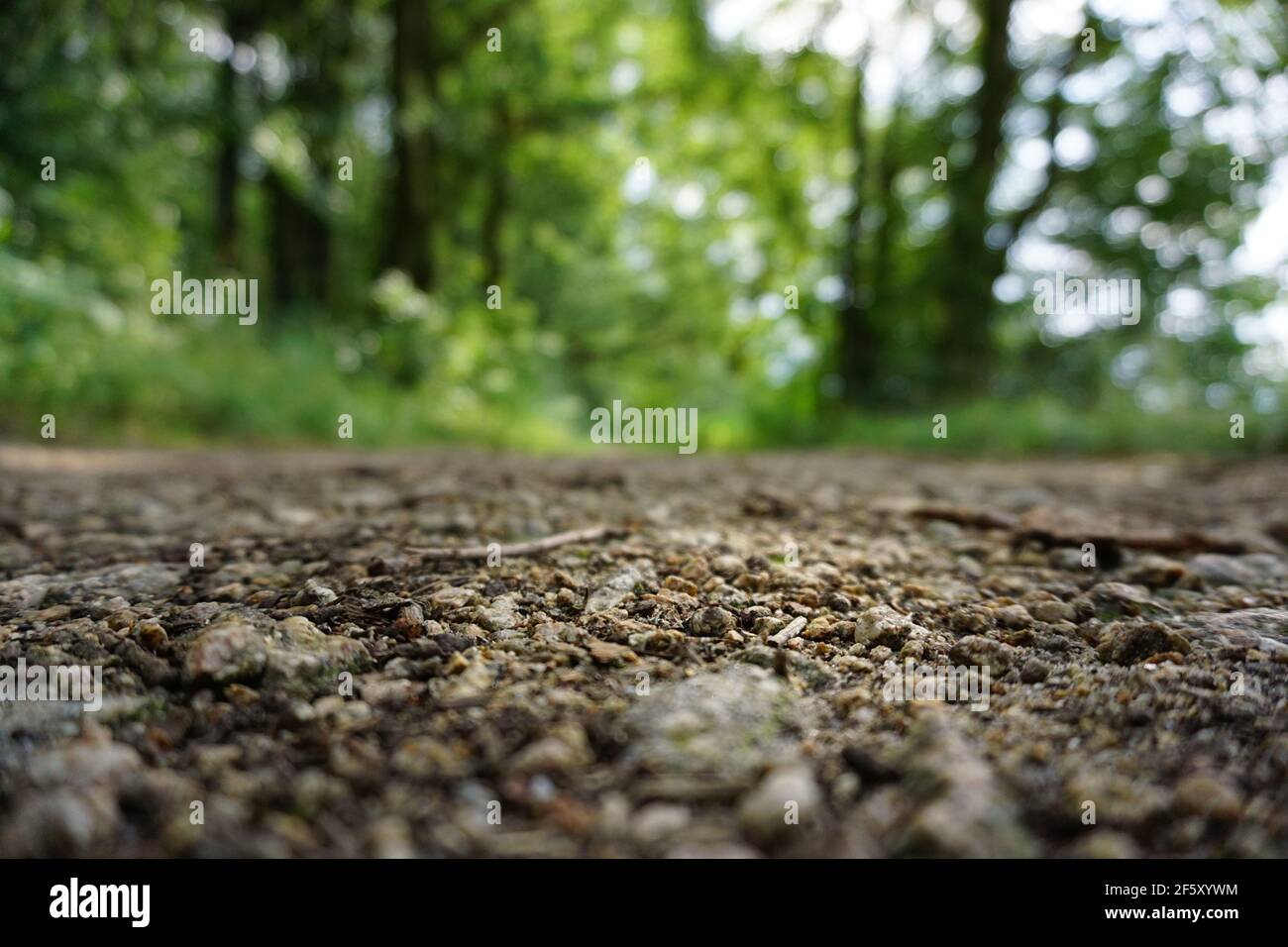 Idyllic forest path in summer Stock Photo - Alamy