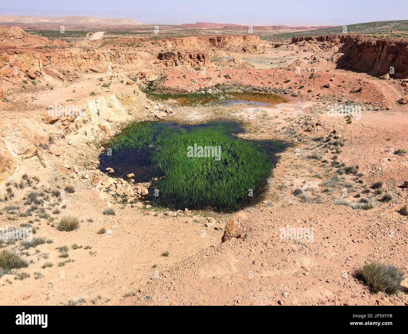 Small natural lakes in the desert full of green grass as a oasis for ...