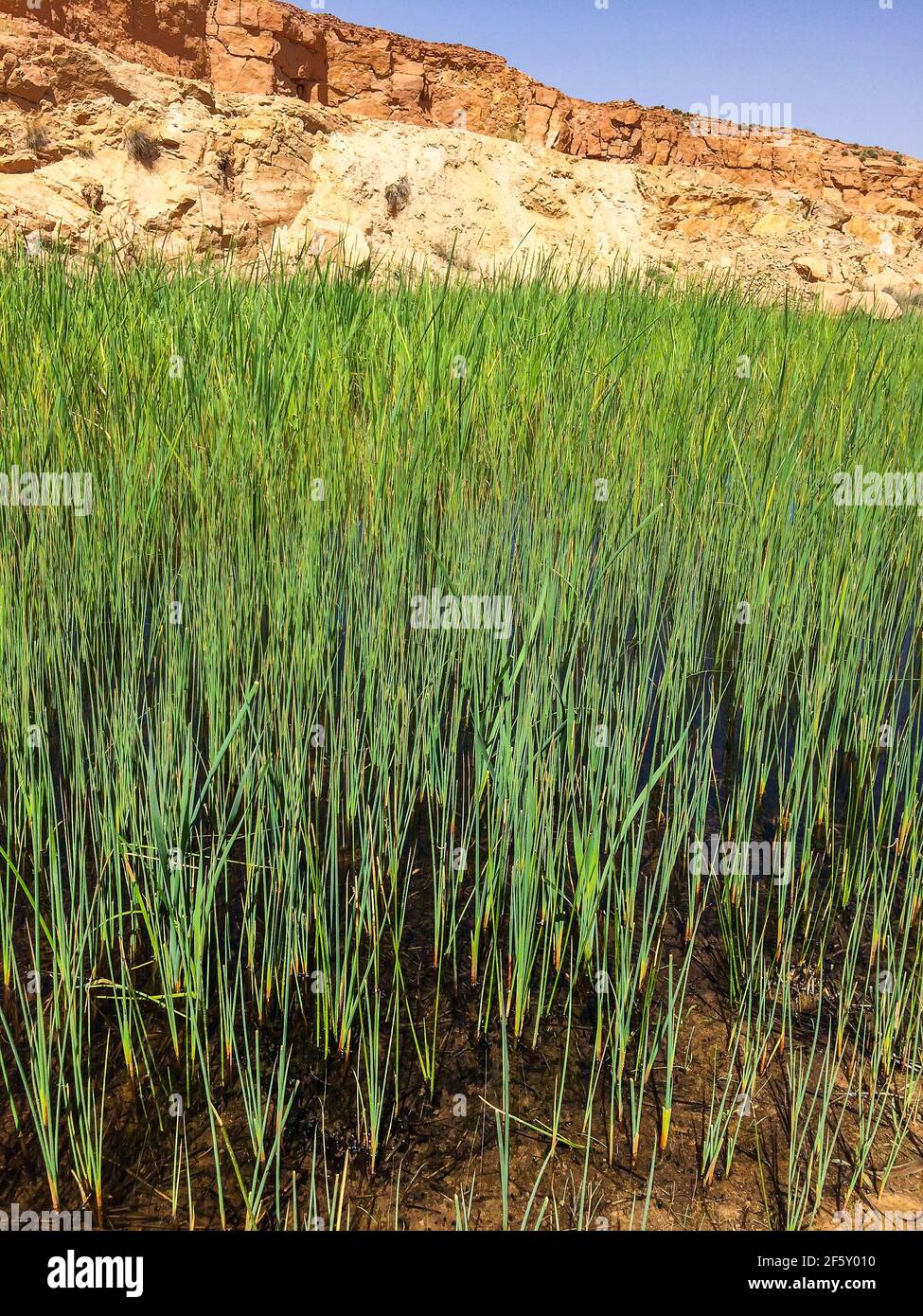 Small natural lakes in the desert full of green grass as a oasis for ...