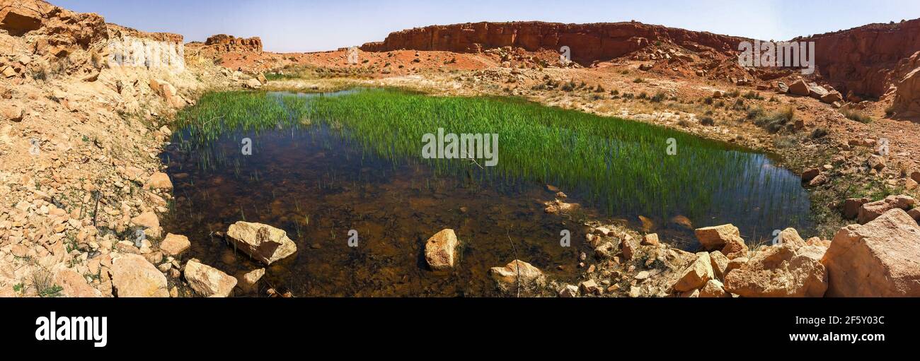 Small natural lakes in the desert full of green grass as a oasis for ...