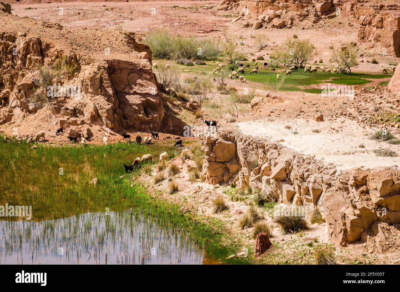 Oasis maroc hi-res stock photography and images - Alamy