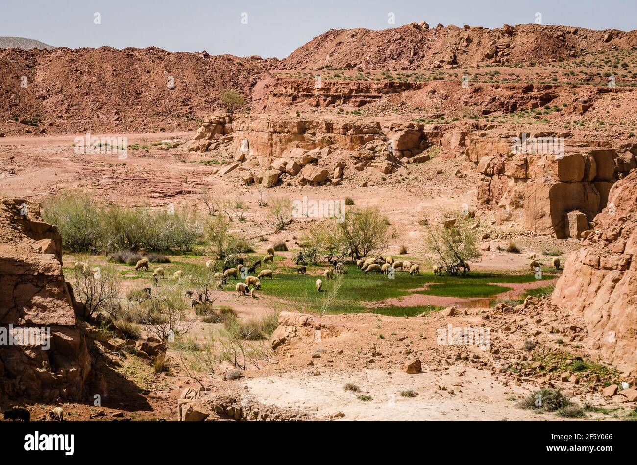 Small natural lakes in the desert full of green grass as a oasis for ...