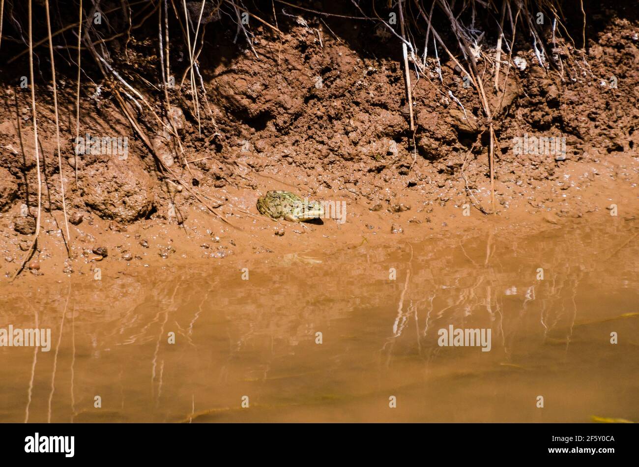 Zaida, Morocco - April 10, 2015. European green toad - Bufotes viridis ...