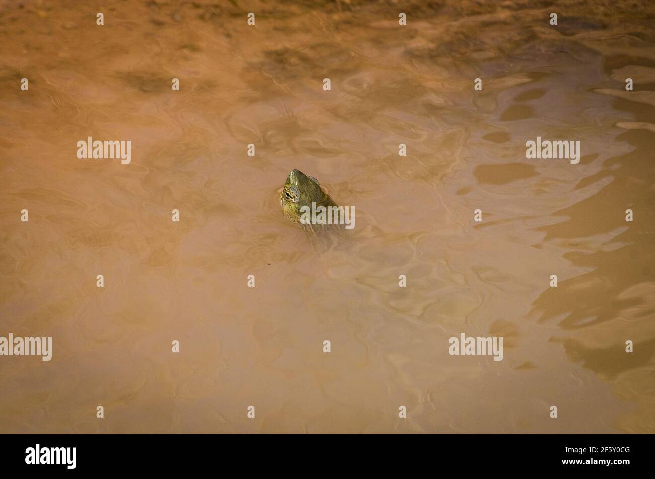 Moulouya river hi-res stock photography and images - Alamy