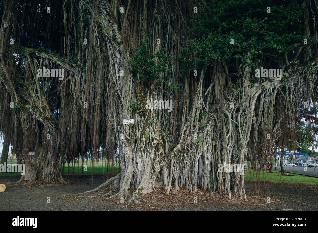 Banyan Drive is a tree-lined street at the shoreline of Hilo Stock ...