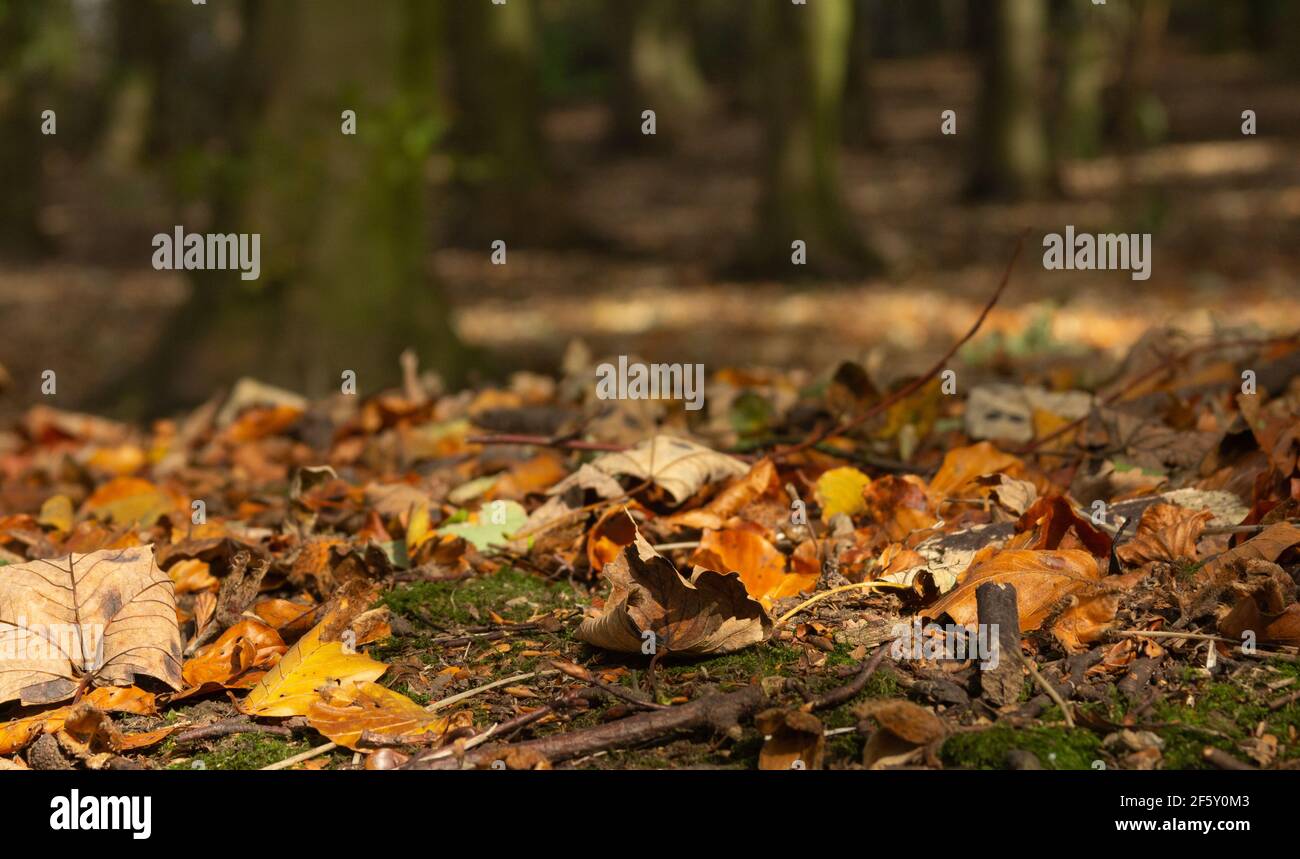 Autumn leaf ground cover in woods in Esholt, Yorkshire Stock Photo - Alamy