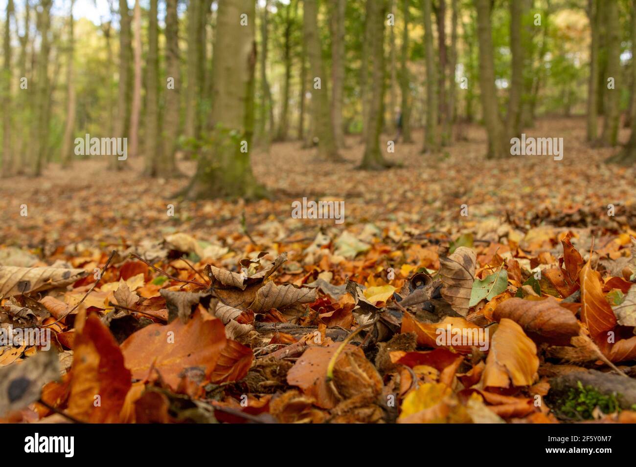 Autumn leaf ground cover in woods in Esholt, Yorkshire Stock Photo - Alamy