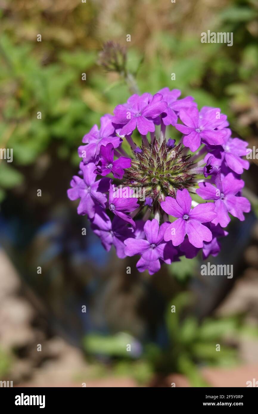 Homestead purple verbena hi-res stock photography and images - Alamy