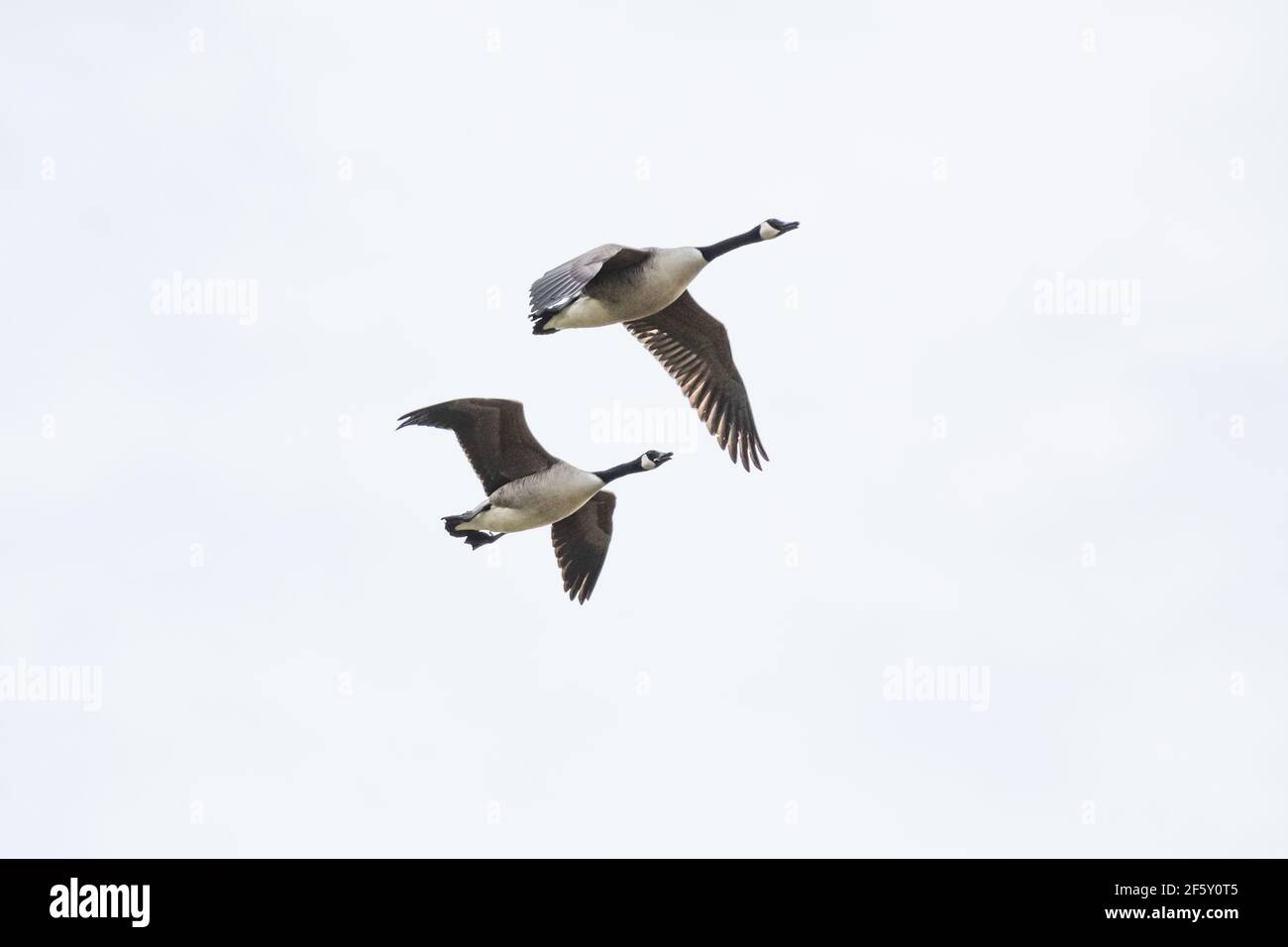 Wingspan canada goose hi-res stock photography and images - Alamy