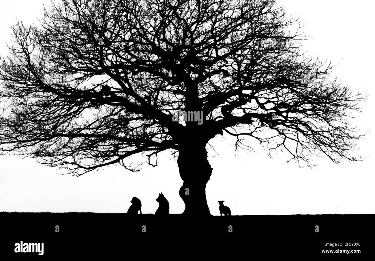 Dog under an oak tree Black and White Stock Photos & Images - Alamy